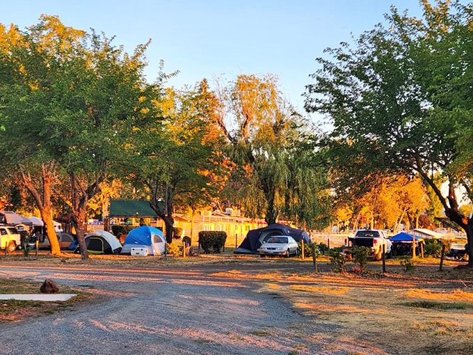 Autumn camping in Lakeport means waking up to a watercolor masterpiece of golden trees – Mother Nature showing off her seasonal wardrobe change.