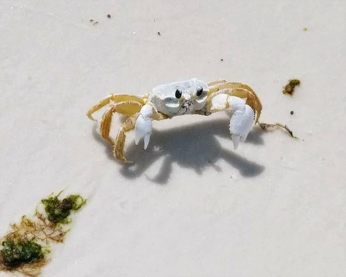 The welcoming committee: This tiny ghost crab pauses mid-scuttle, as if to say, "Welcome to my beach. I run this place."
