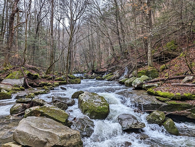The creek doesn't meander—it dances over ancient stones. This rushing water has been composing the same symphony for thousands of years.