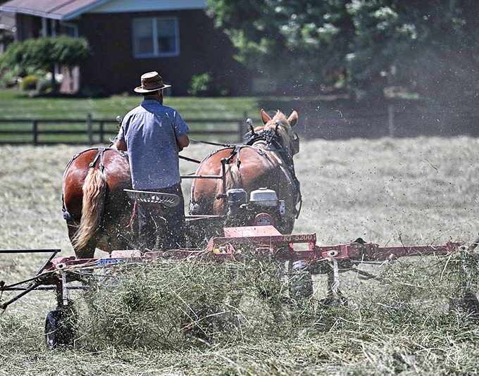 Farming the old way isn't just tradition—it's performance art. Two horses, one man, and acres of possibility.