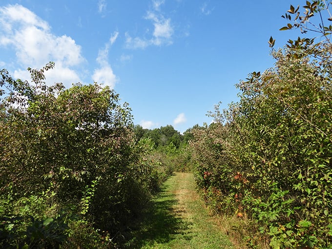 Nature trails cut through greenery like secret passages, offering the kind of peaceful walks that clear minds and reset perspectives.