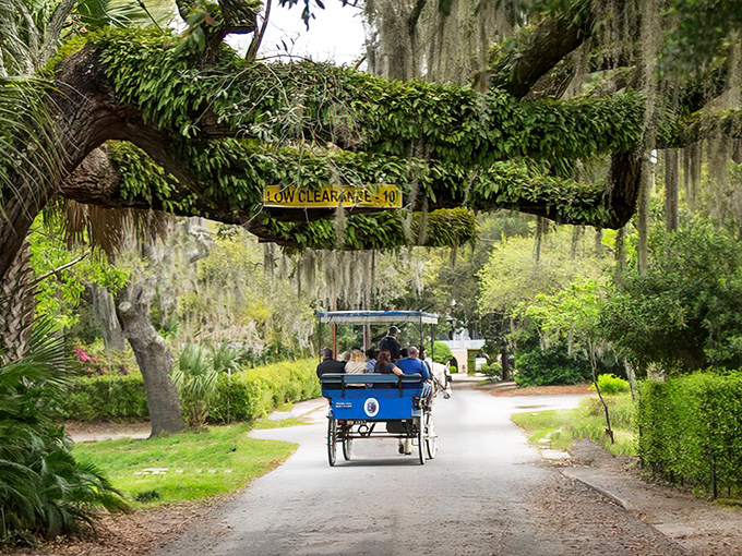 Spanish moss drapes over ancient oak branches like nature's own theater curtains. The "Low Clearance" sign is just a formality—you'll duck instinctively.