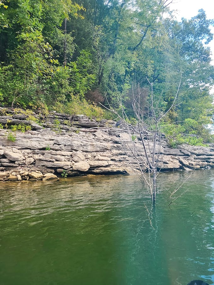Limestone ledges tell geological stories spanning millions of years – nature's library where each rock layer is another fascinating chapter.