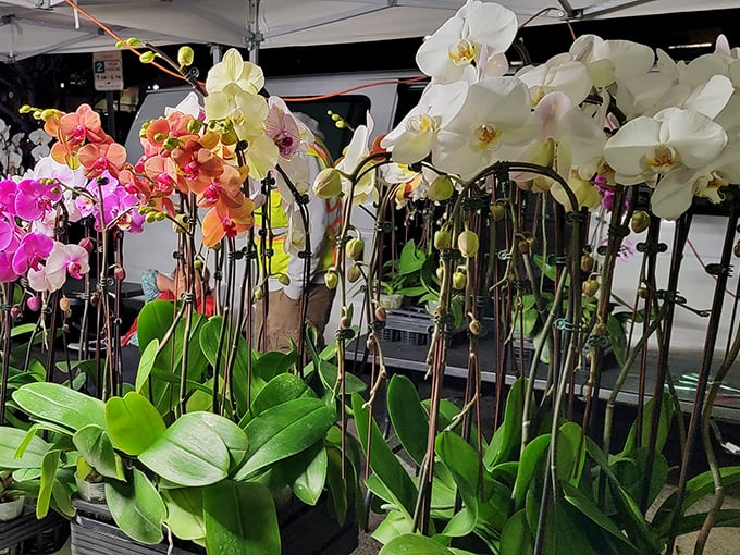 Orchids in every hue brighten the Sunset Market, where flowers compete with food stalls for sensory supremacy in this weekly community celebration.
