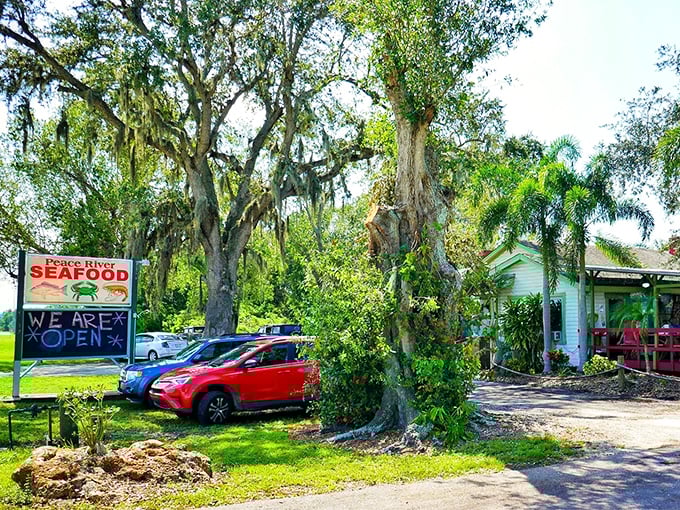 Morning sunshine illuminates the classic Florida landscape—Spanish moss-draped oaks frame this seafood sanctuary like a living postcard.
