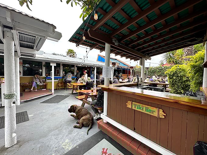 Even the local dogs know where the good food is—this patio offers equal-opportunity culinary enlightenment for two and four-legged friends alike.