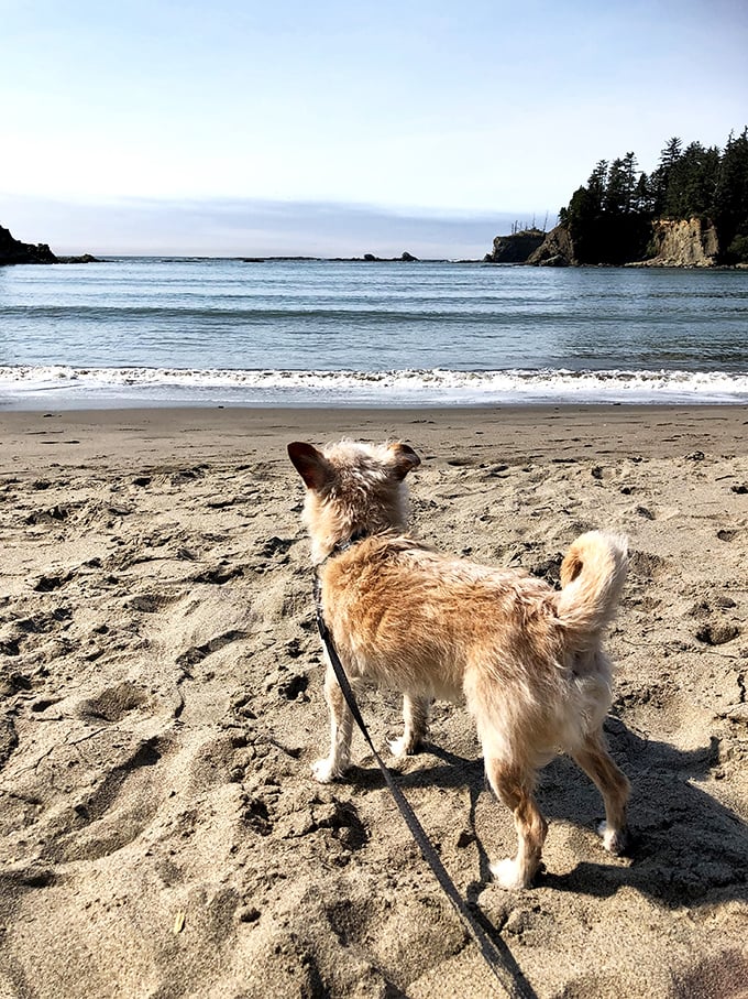 Even the dogs know Sunset Bay is special – this furry friend is clearly contemplating a career change to professional beach bum.