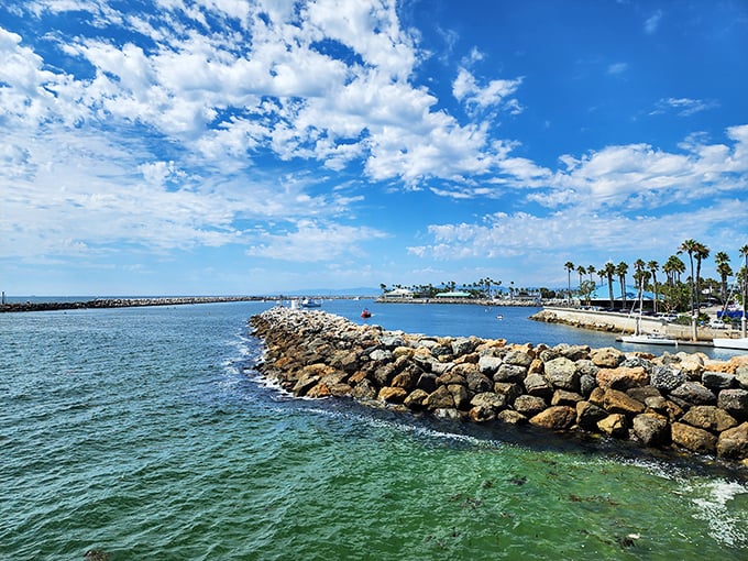 Rock jetties create nature's boundary between harbor calm and ocean wild—engineering that doubles as pelican perches.
