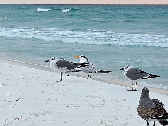 Seagulls holding their beach convention—discussing important matters like which tourist looks most likely to share their sandwich.