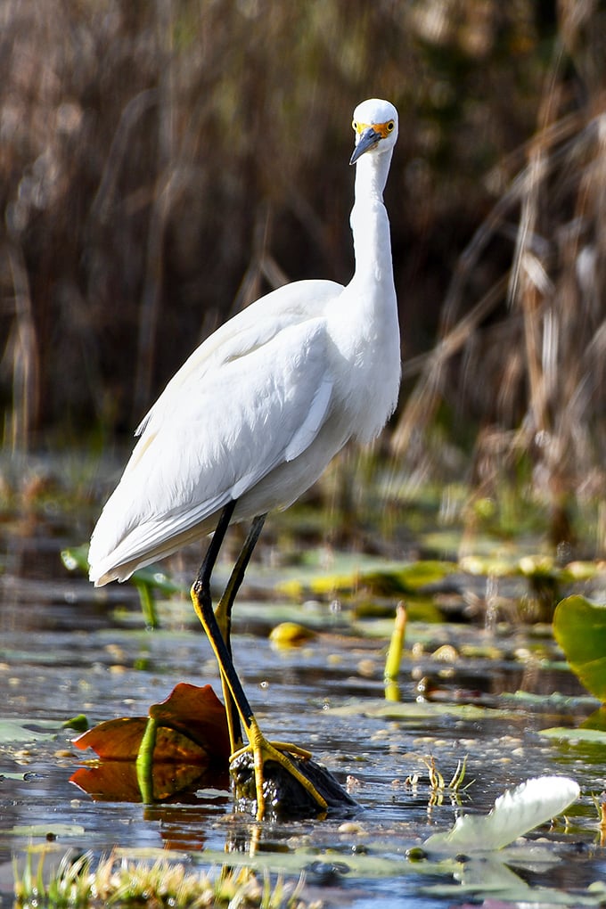The swamp's fashion model strikes a pose—this snowy egret clearly knows its good side and isn't afraid to work it.