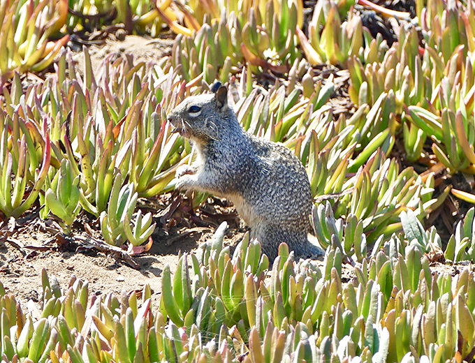 Even the wildlife knows Terramar is special. This ground squirrel pauses amid succulent gardens, living his best California coastal life.