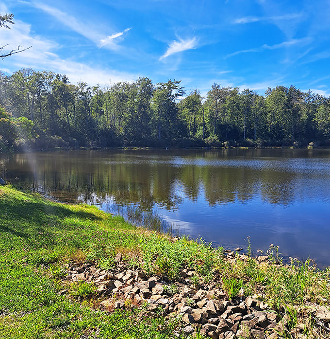 Mirror, mirror on the water—reflecting Pennsylvania's woodland beauty with such stillness you can almost hear the trees admiring themselves.