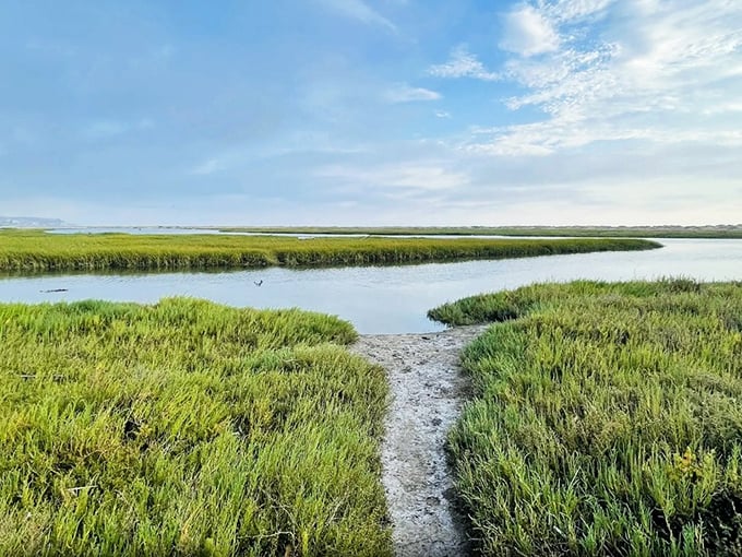 The Tijuana Estuary in Imperial Beach showcases tranquil wetlands, perfect for birdwatching, nature walks, and soaking in coastal beauty.