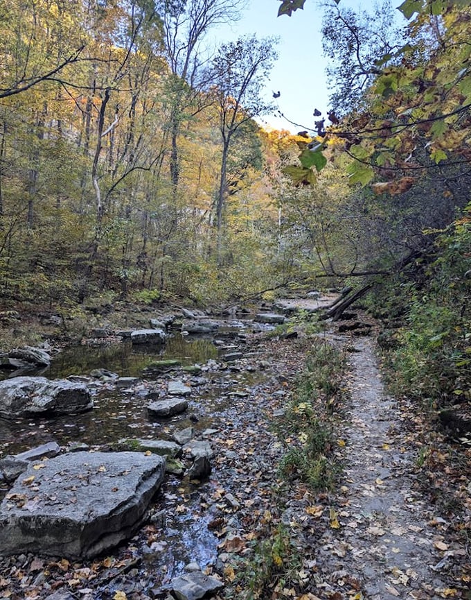 Autumn's golden hour. Fall transforms McCormick's Creek into a painter's palette of amber and gold – no filter needed for this Instagram moment.