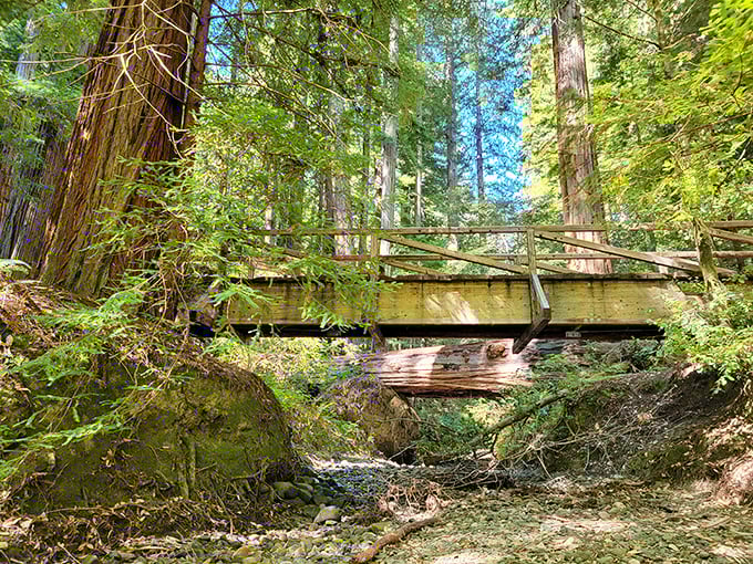 Crossing this bridge feels symbolic—you're literally walking over centuries of natural history while surrounded by living skyscrapers.