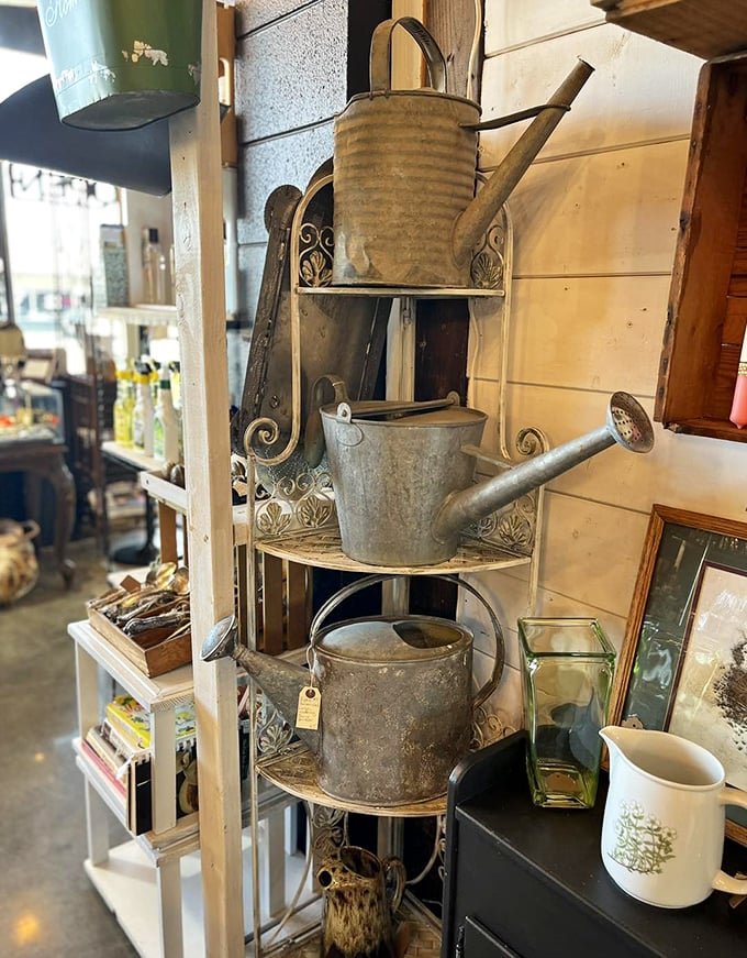 These weathered watering cans have nurtured gardens through droughts and downpours—functional sculpture with stories to tell.