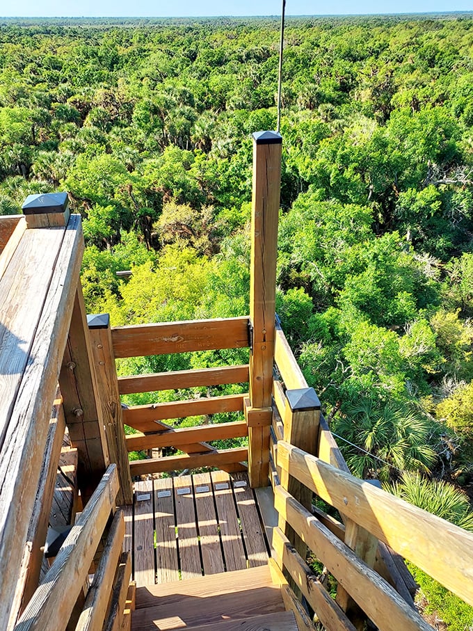 From this wooden perch, you can see tomorrow's Florida looking exactly like yesterday's—and that's precisely the point of a state park.