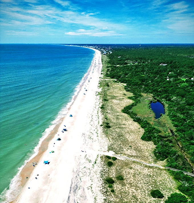 The grand perspective – where forest meets shoreline in a perfect balance that reminds us why conservation matters.