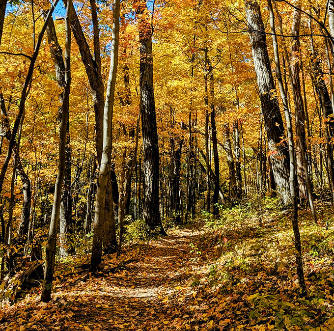 Autumn's carpet of gold leads the way. Walking these trails in fall feels like strolling through a painting that changes with every step.