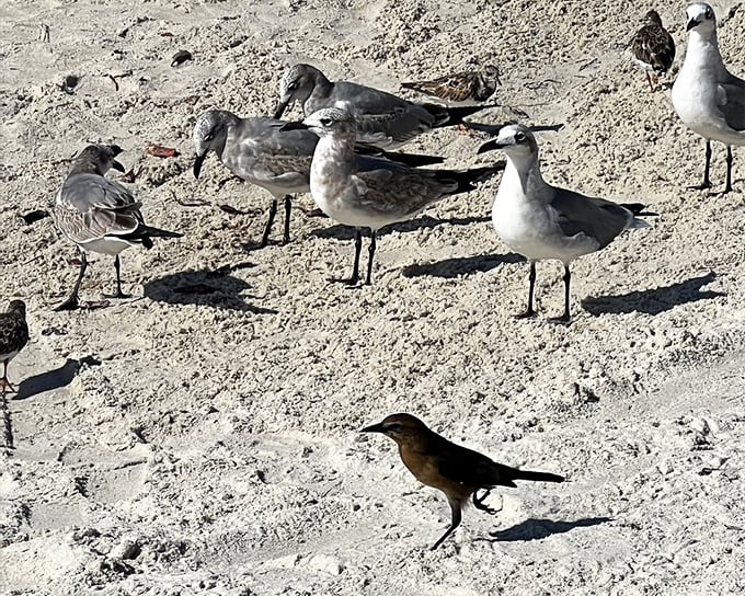 Seabirds holding an impromptu convention on the sand – nature's committee meeting to discuss the day's fishing report and tidal movements.