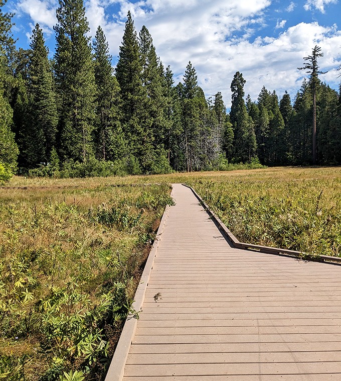 A boardwalk invites exploration through delicate meadow ecosystems. Nature's red carpet experience, minus the paparazzi and awkward interviews.