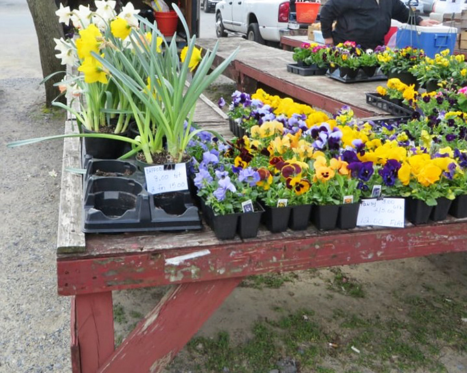 Spring's promise in portable form—daffodils and pansies bringing color to the market tables before they brighten Delaware gardens.