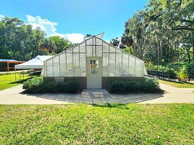 Growing ambitions: The park's greenhouse nurtures the next generation of botanical beauties before they make their garden debut.