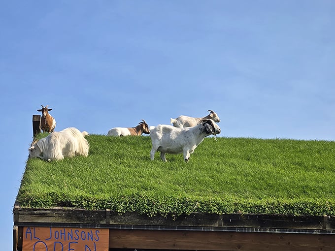 These goats don't just live on the roof – they own it. The ultimate free-range lifestyle with the best view in Sister Bay.