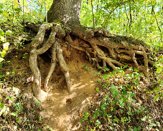 Tree roots that look like they're trying to make a break for it. Nature's own sculpture garden showcasing centuries of patient, determined growth.