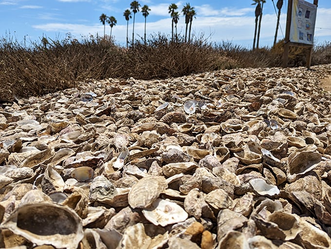 The aftermath of joy—a shell graveyard that tells the story of countless perfect moments. Each empty vessel once held treasure.