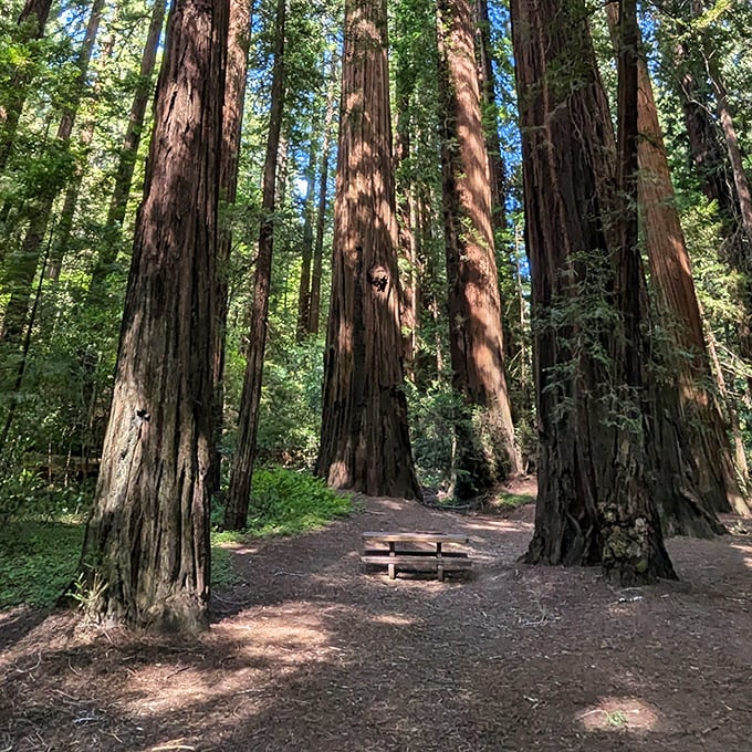 Dining al fresco reaches epic proportions when your lunch spot is surrounded by living monuments. This picnic table offers the best restaurant view in California.