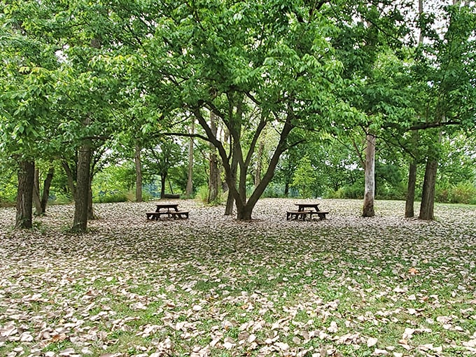Picnic tables scattered like chess pieces under a canopy of spring blossoms. The perfect spot for lunch amid nature's confetti.