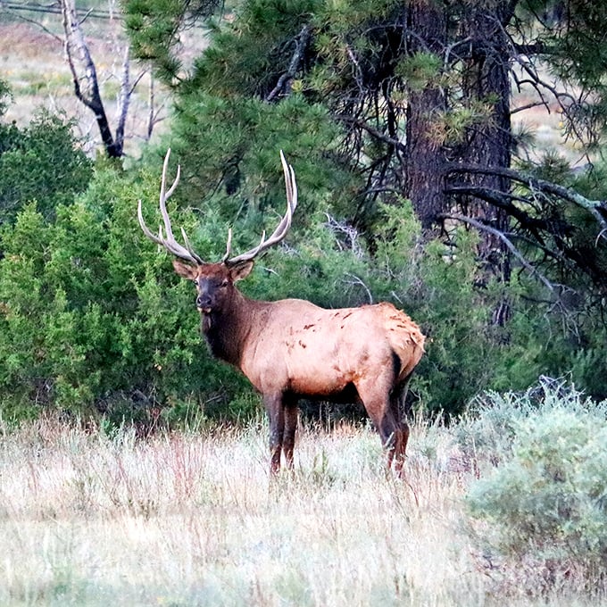 "Excuse me, did you make a reservation?" Local wildlife reminding us who the real residents are in this magnificent wilderness.