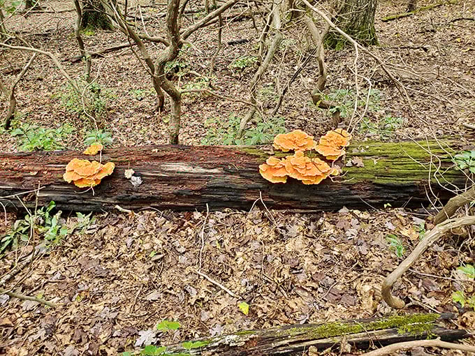 Nature's art installation: vibrant orange mushrooms transform a fallen log into a gallery piece worthy of more attention than passing glances.