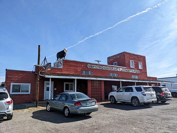 The Auction Yard Café, complete with rooftop cow, serves up hearty meals with a side of local character and zero pretension.