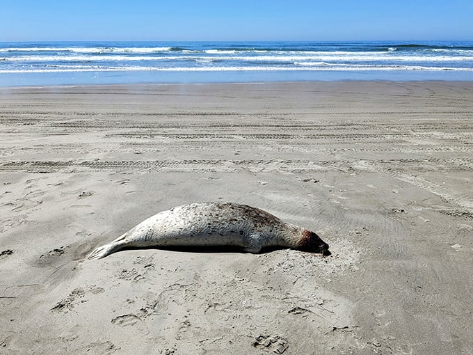Nature's reminder of wild Oregon – a harbor seal rests on the shore, the ocean's ambassador taking a well-deserved break.