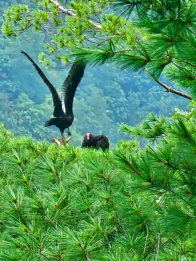 Wildlife spotting adds the perfect exclamation point to your visit – nature's residents going about their business, unbothered by admirers.