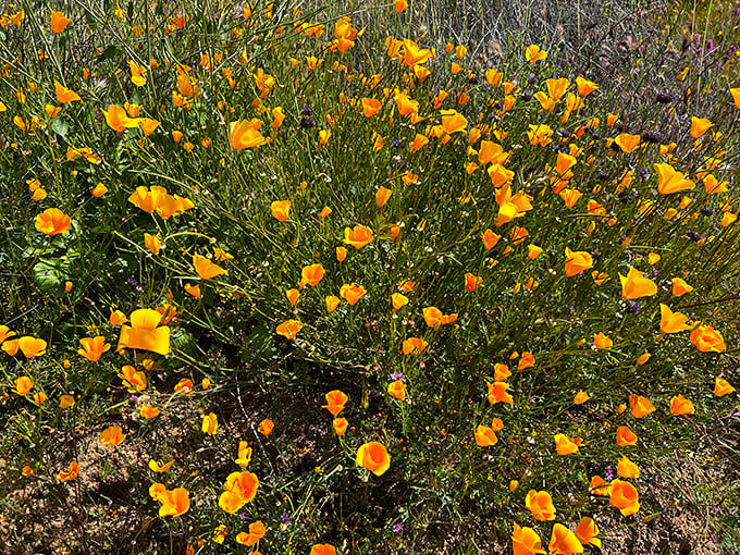 California's famous golden ambassadors: These poppies line the trail in spring, nature's way of rolling out the orange carpet for waterfall seekers.