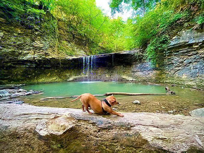 Even four-legged critics give this waterfall two paws up. The perfect spot for contemplating life's big questions, like "who's a good boy?"