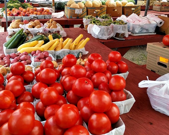 Nature's jewels arranged with care—tomatoes so red they practically glow, waiting to transform tonight's dinner table.