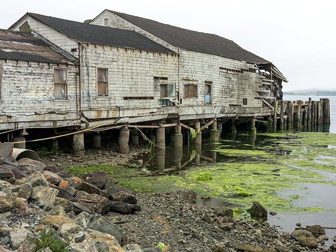 Even in fog and decay, there's something hauntingly beautiful about Bodega Bay's weathered buildings – they've earned every splinter and salt stain.