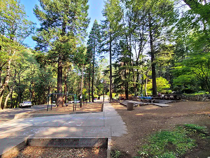 Dunsmuir's city park offers simple pleasures among the pines. No complicated reservation systems here—just sunshine filtering through ancient trees.