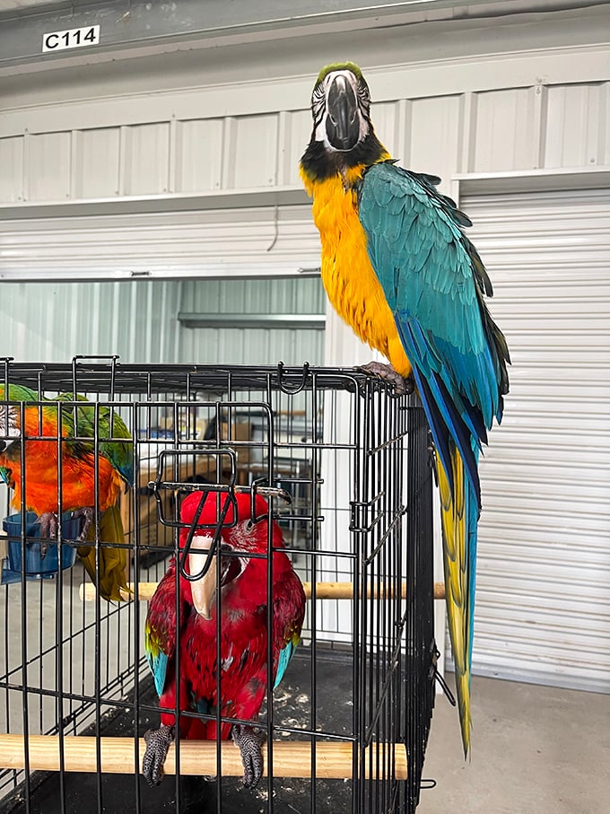 Tropical birds bring living color to the market! This magnificent macaw reminds shoppers they're definitely not in the frozen North anymore.