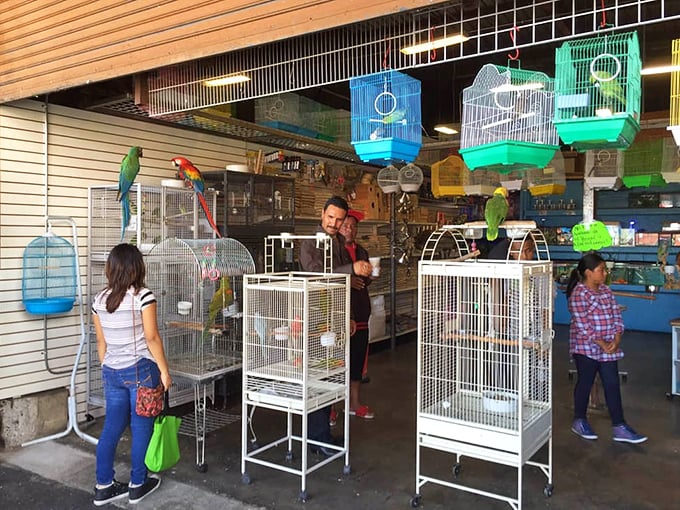 Bird cages and pet supplies, because impulse-buying a parakeet seems perfectly reasonable after scoring great deals.
