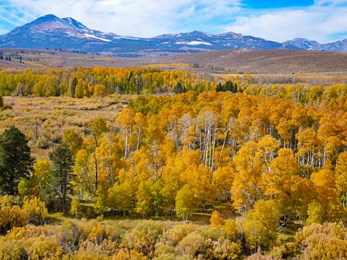 Fall's golden aspen groves create a patchwork quilt across the Eastern Sierra landscape – nature's version of comfort food for the eyes.