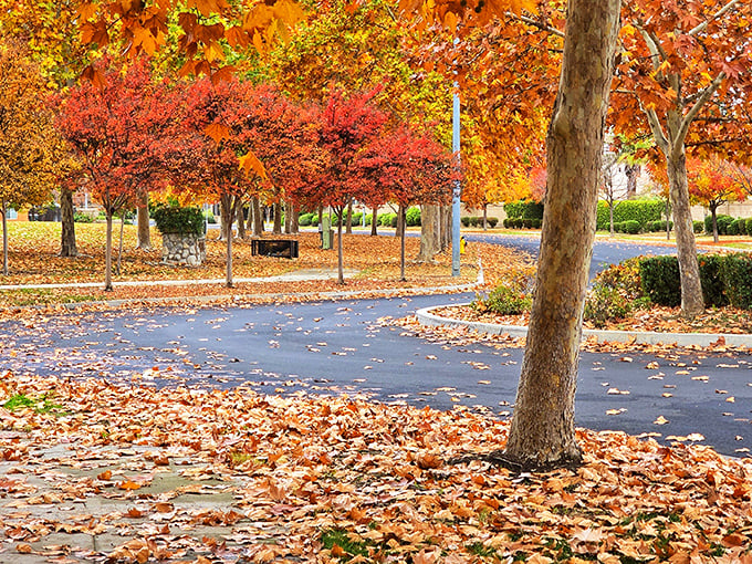 Fall transforms Thorburn Park into a canvas of crimson and gold, proving that California does indeed have seasons—they're just more polite about it.