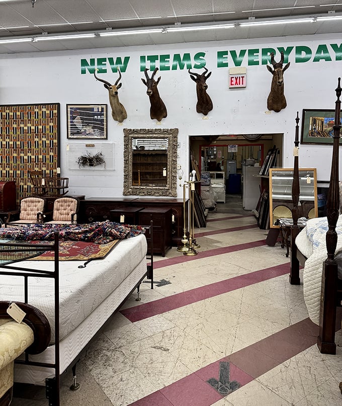 "NEW ITEMS EVERYDAY" isn't just a sign—it's a promise. Even the mounted deer heads seem surprised by the constant rotation of treasures below them.