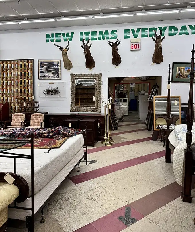 "NEW ITEMS EVERYDAY" isn't just a sign—it's a promise. Even the mounted deer heads seem surprised by the constant rotation of treasures below them.