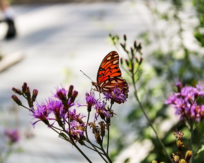 A Gulf Fritillary butterfly doing what we all should – stopping to enjoy the wildflowers instead of rushing through life's garden.
