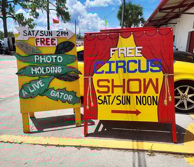 Only in Florida: Where alligator photo ops and circus shows are just another Saturday afternoon. Weekend entertainment that's gloriously old-school.